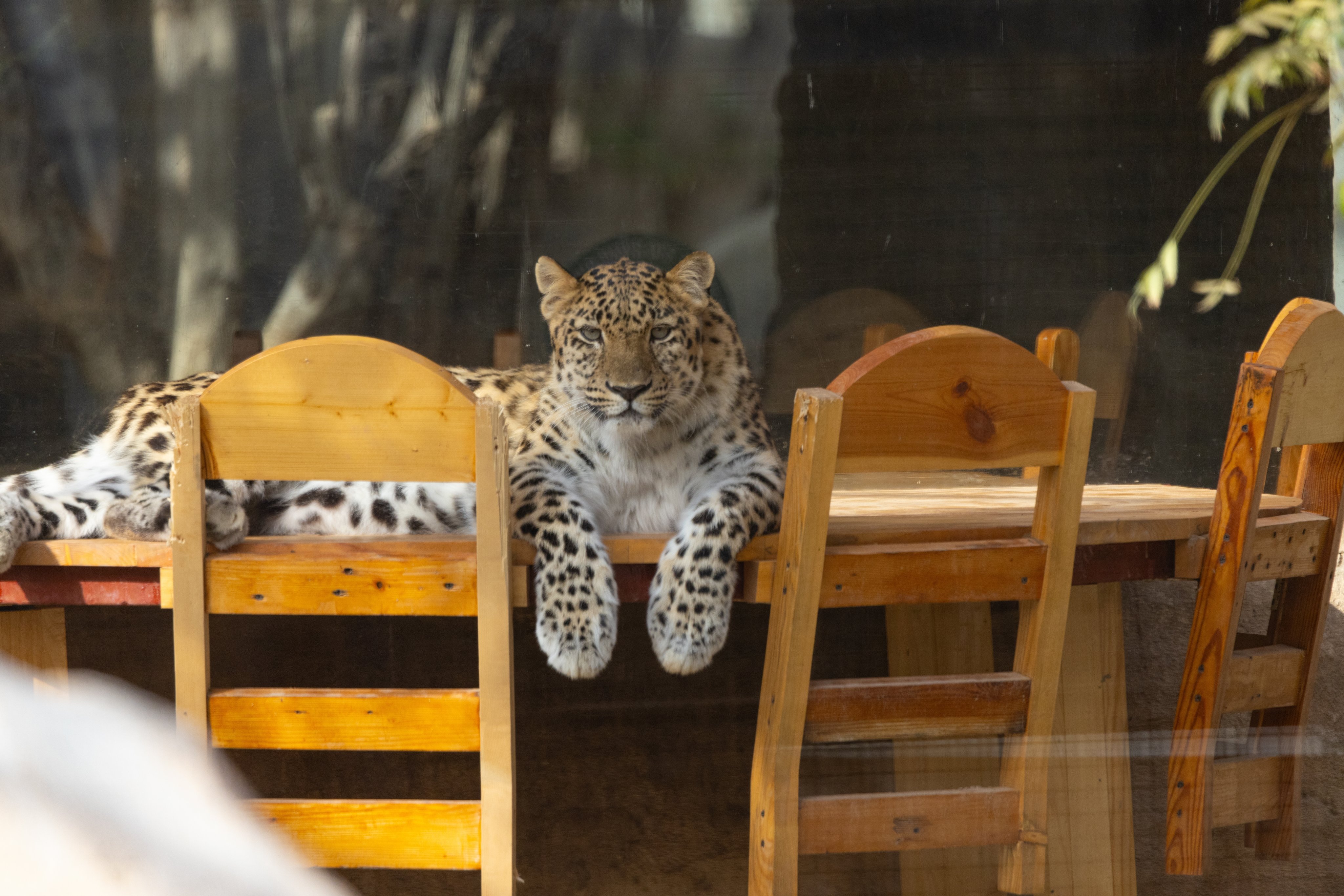 The Best Zoos in Abu Dhabi for Families and Animal Lovers